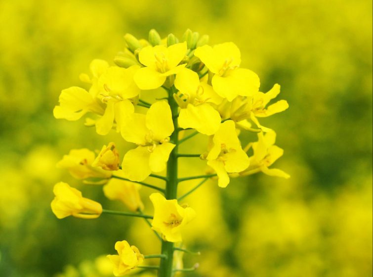 KVT – renewable feedstocks. closed loops. clean emissions.